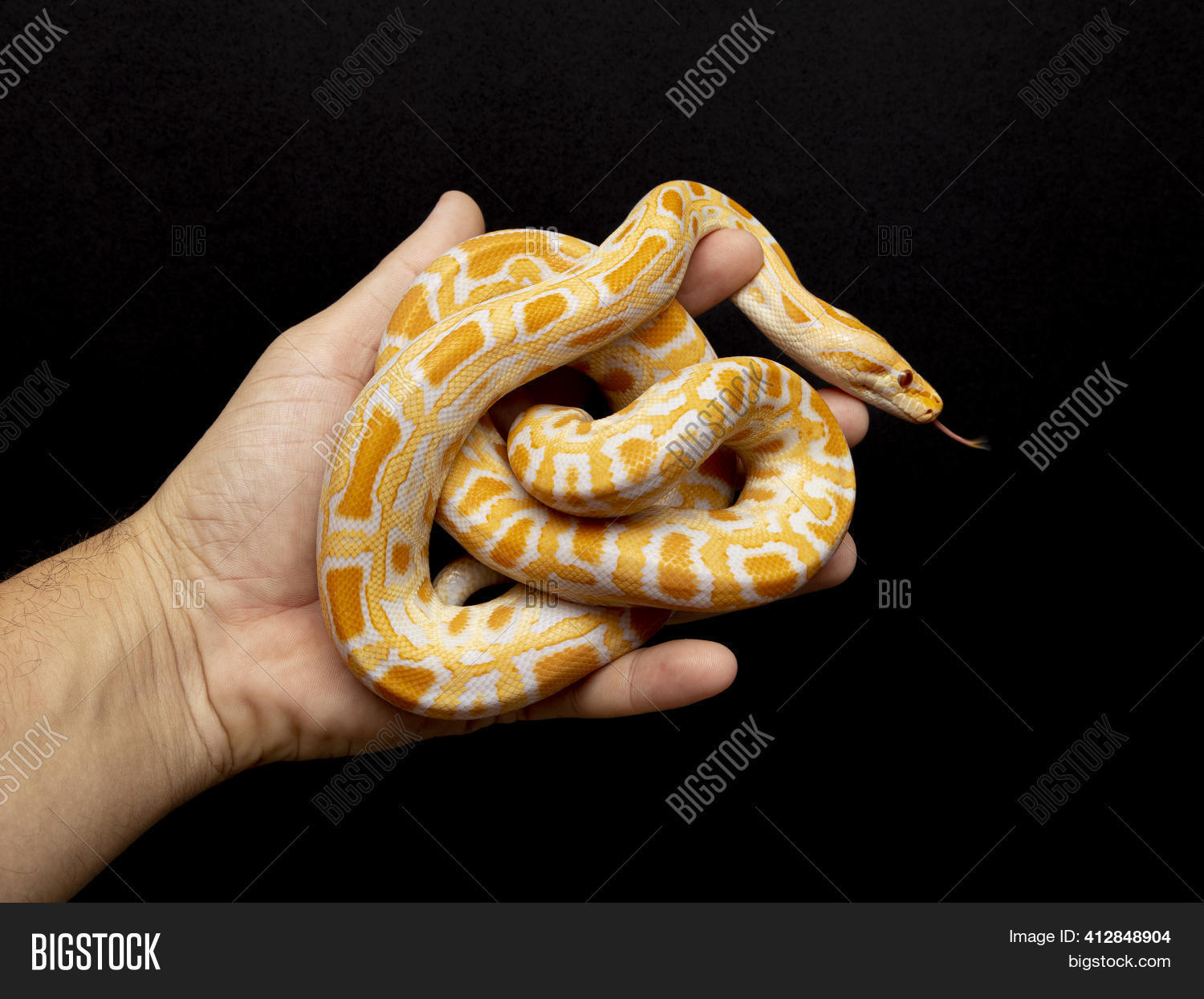 Python Molurus Image & Photo (Free Trial) | Bigstock