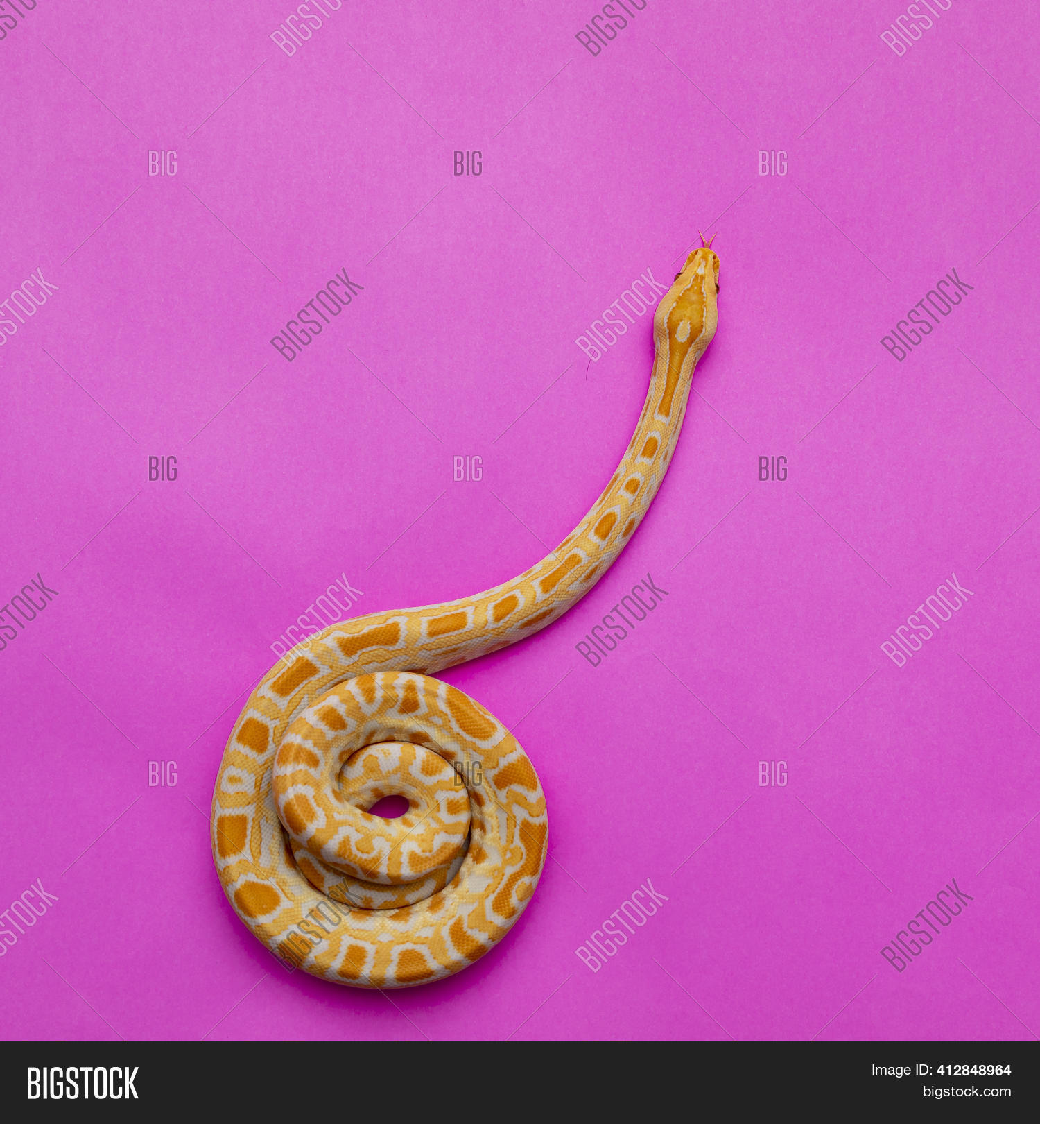 Python Molurus Image & Photo (Free Trial) | Bigstock