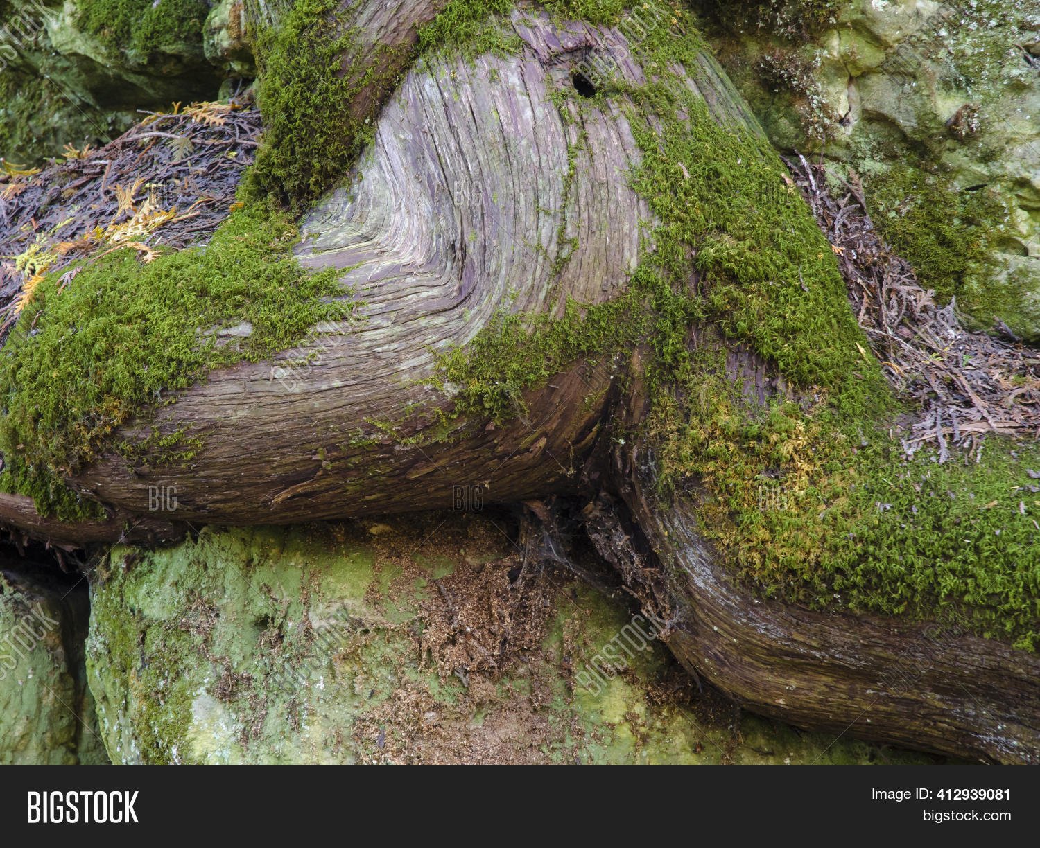 Cedar Roots Look Like Image & Photo (Free Trial) | Bigstock