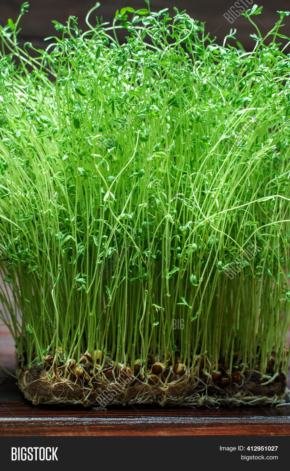 Clover Sprouts On Wood Image & Photo (Free Trial) | Bigstock