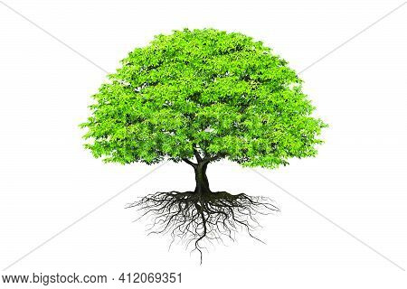 Realistic Trees Vector & Photo (Free Trial) | Bigstock