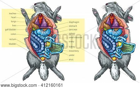 Vector Illustration Vector & Photo (Free Trial) | Bigstock