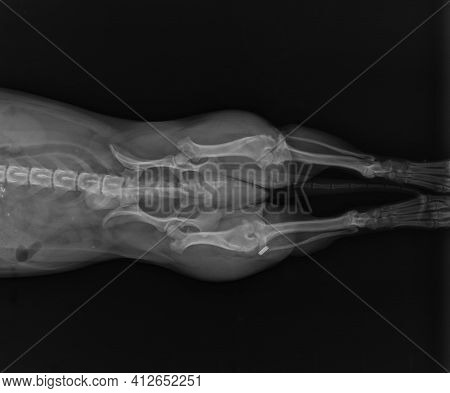 Dog X Ray Showing Image & Photo (Free Trial) | Bigstock