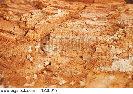 Rotten Wood Texture. Image & Photo (Free Trial) | Bigstock