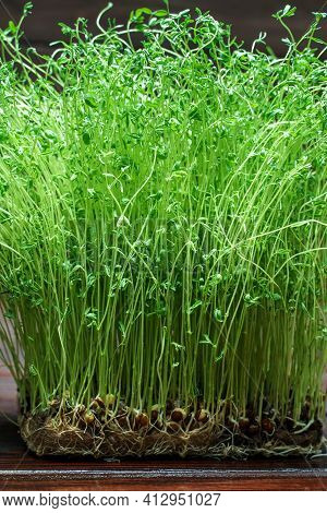 Clover Sprouts On Wood Image & Photo (Free Trial) | Bigstock