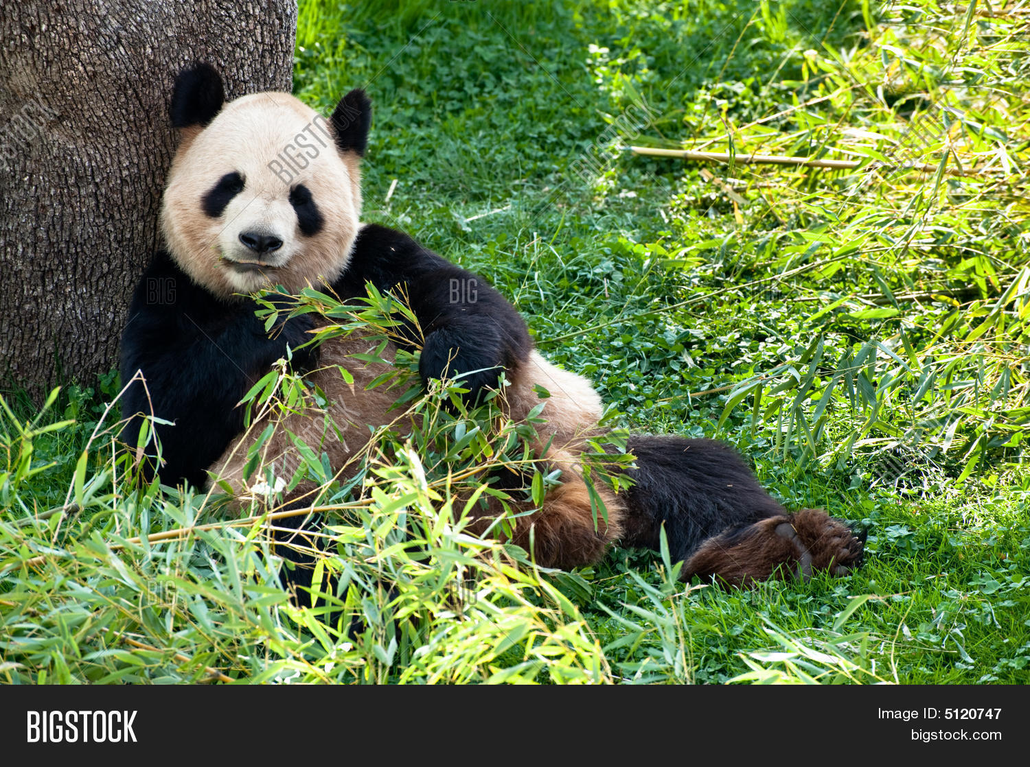 Panda Bear Eating Image & Photo (Free Trial) | Bigstock