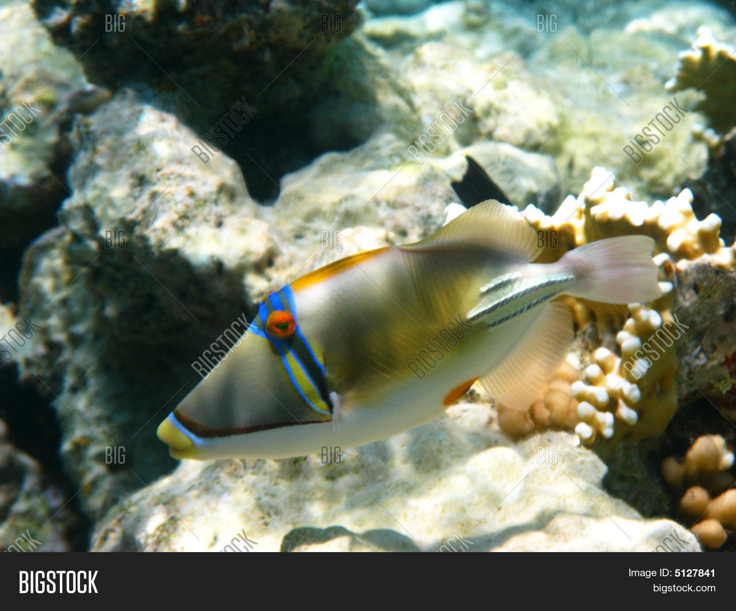 Picasso Trigger Fish Image & Photo (Free Trial) | Bigstock