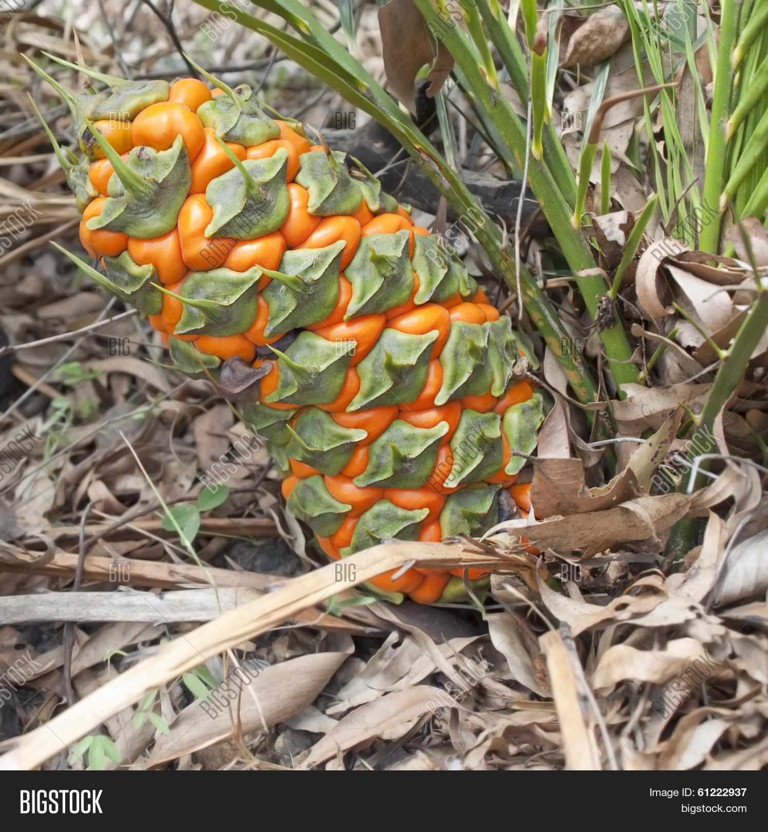 Australian Cycad Image & Photo (Free Trial) | Bigstock