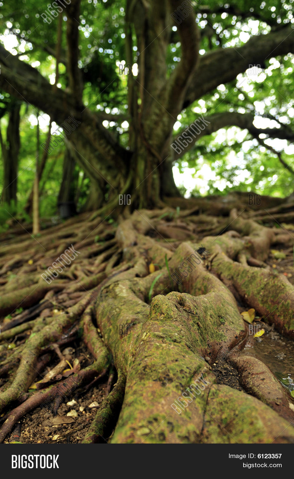 Jamaican Mahogany Tree Image & Photo (Free Trial) | Bigstock