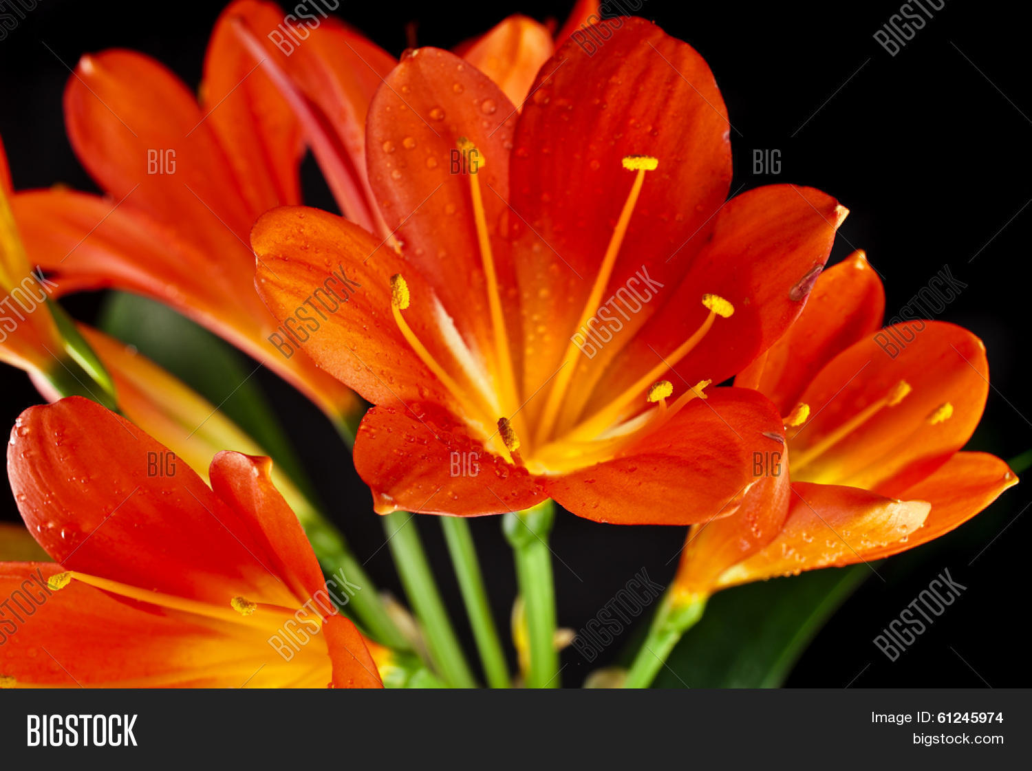 Orange Color Flowers Image & Photo (Free Trial) | Bigstock