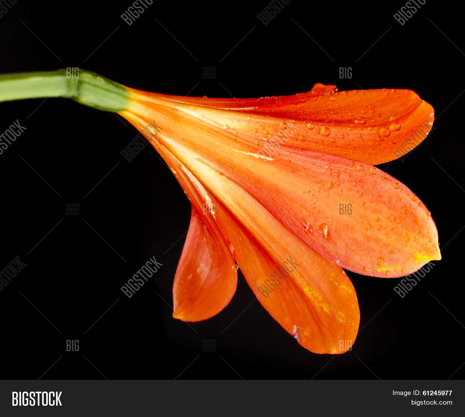 Single Flower Head Bud Image & Photo (Free Trial) | Bigstock