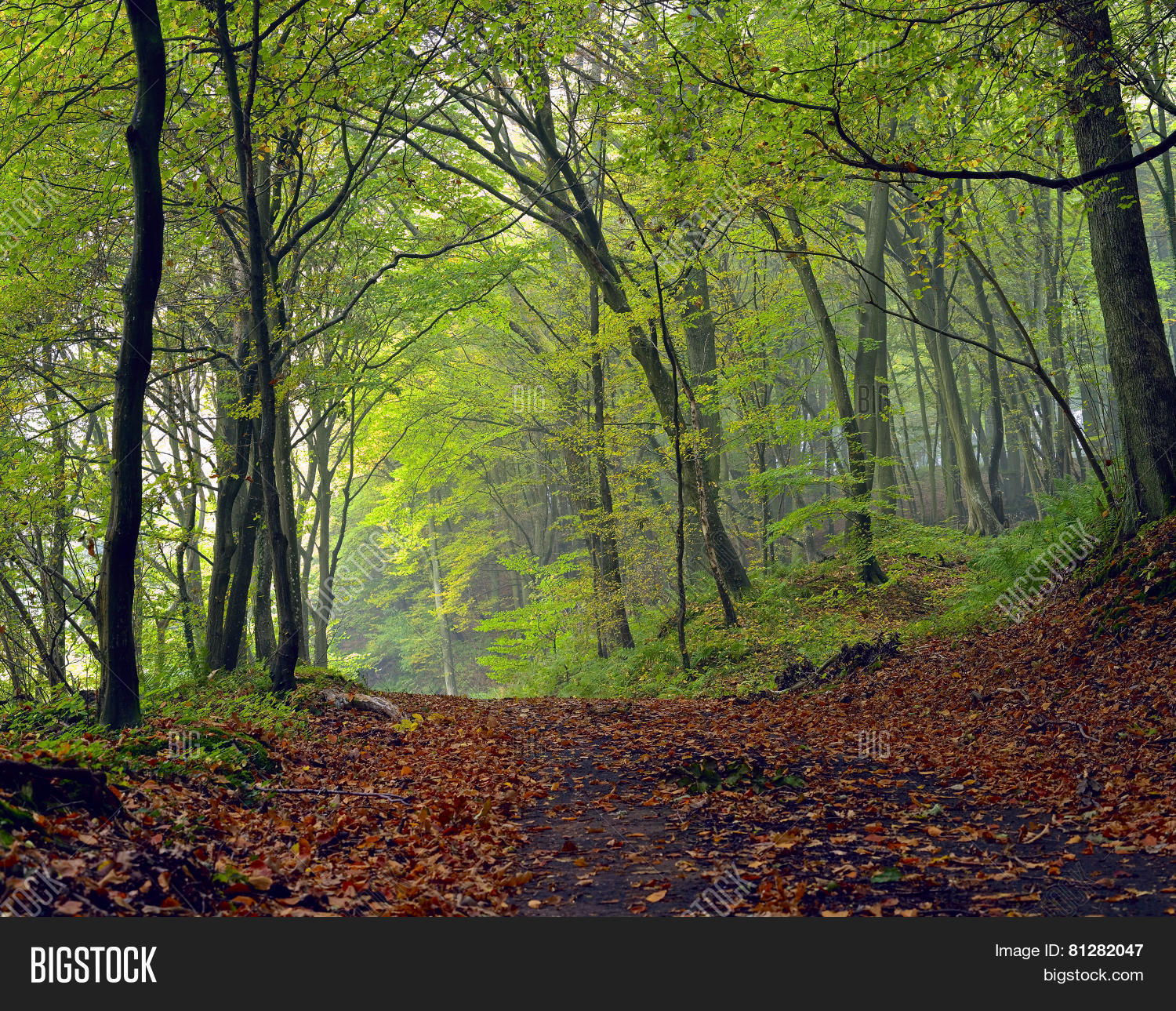 Forest Road Image & Photo (Free Trial) | Bigstock