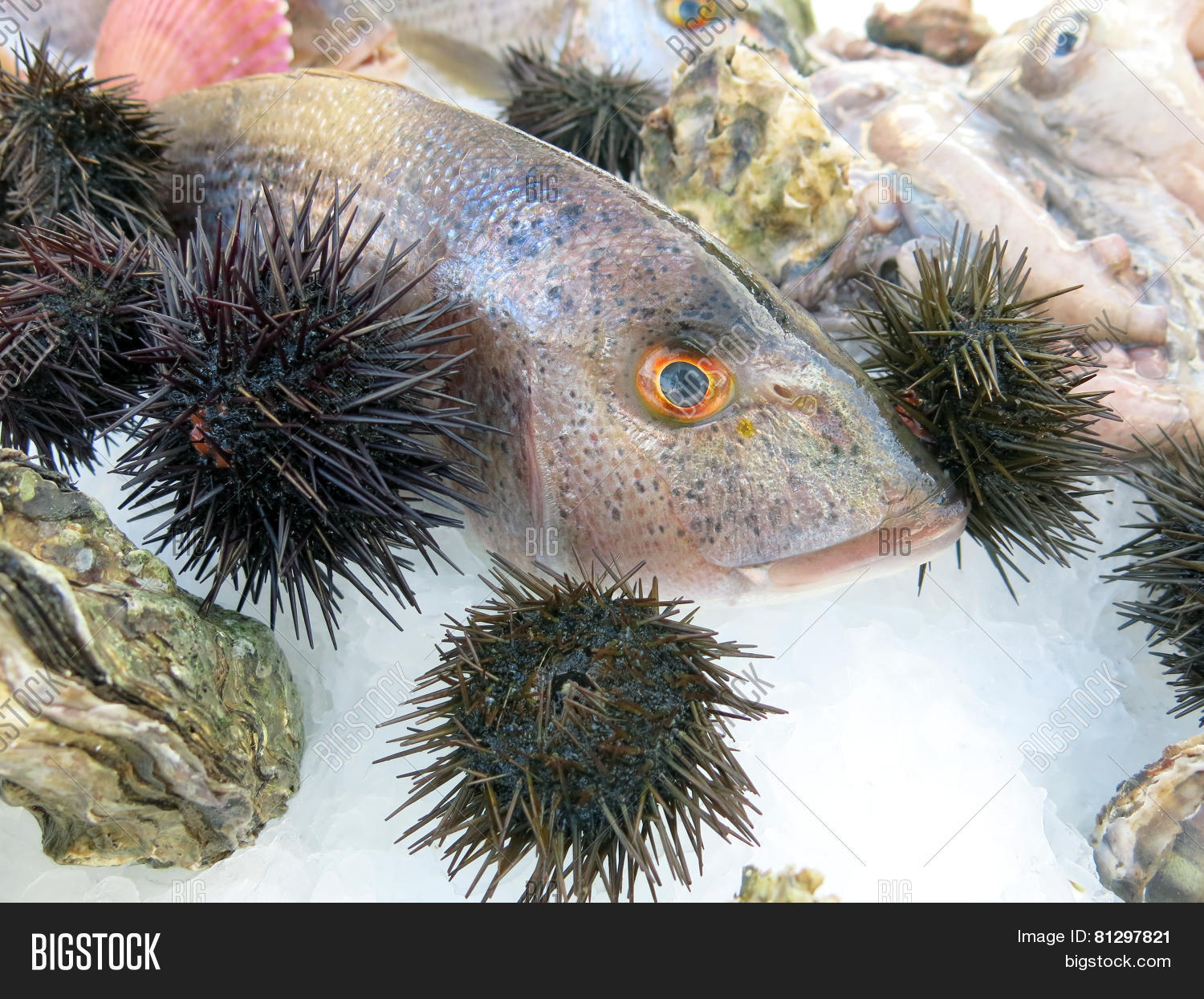 Fresh Fish Sea Urchins Image & Photo (Free Trial) | Bigstock