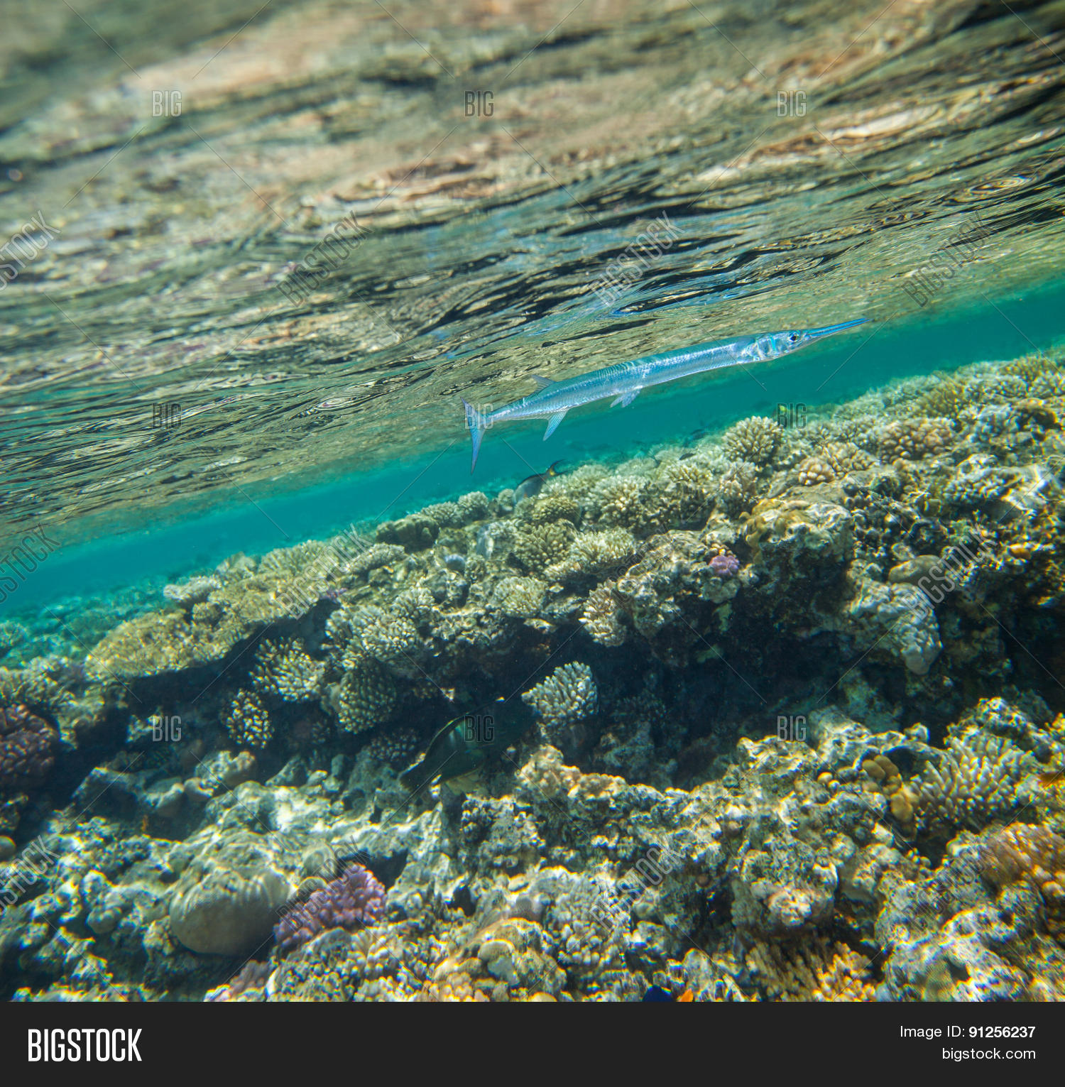 Needlefish , Tylosurus Image & Photo (Free Trial) | Bigstock