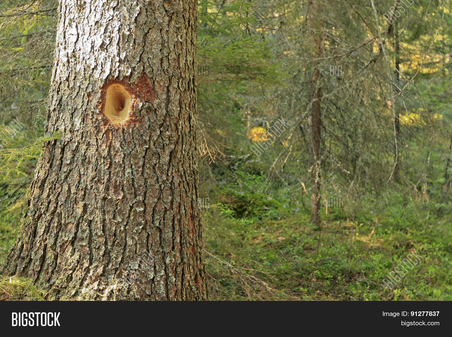 Close- Spruce Trees Image & Photo (Free Trial) | Bigstock