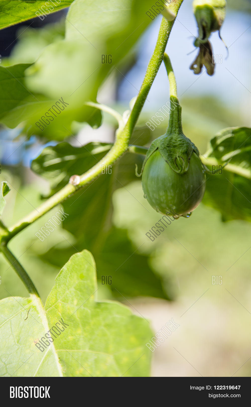 Green Brinjal Tree