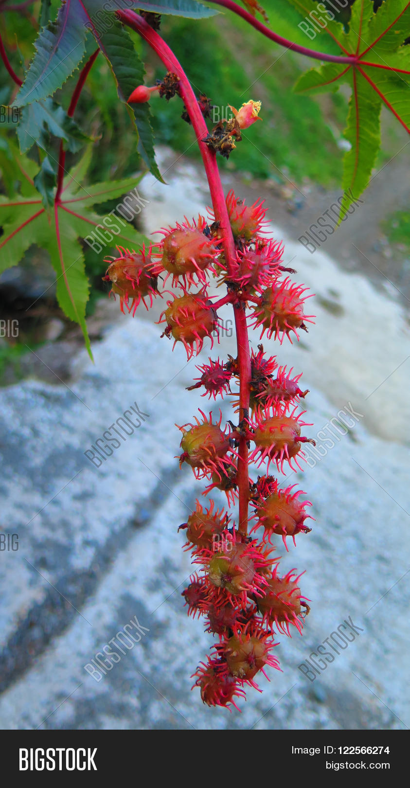 Prickly Red Seed Pods Image & Photo (Free Trial) | Bigstock