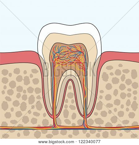Cross Section Tooth Vector & Photo (Free Trial) | Bigstock