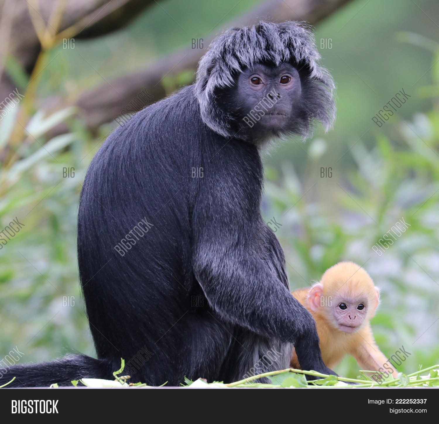 Java Langur Mother Image & Photo (Free Trial) | Bigstock