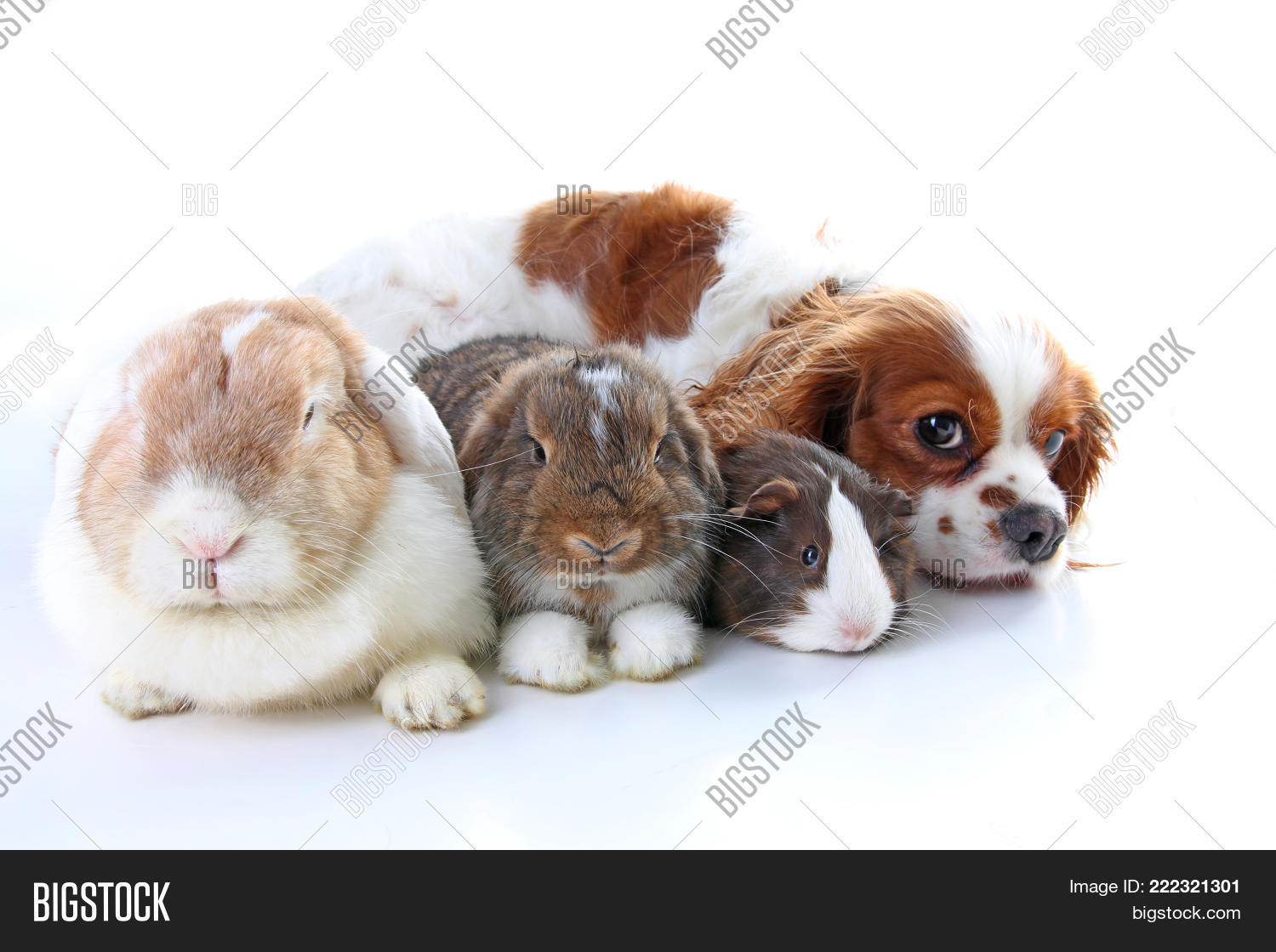 Animals Together. Real Image & Photo (Free Trial) | Bigstock