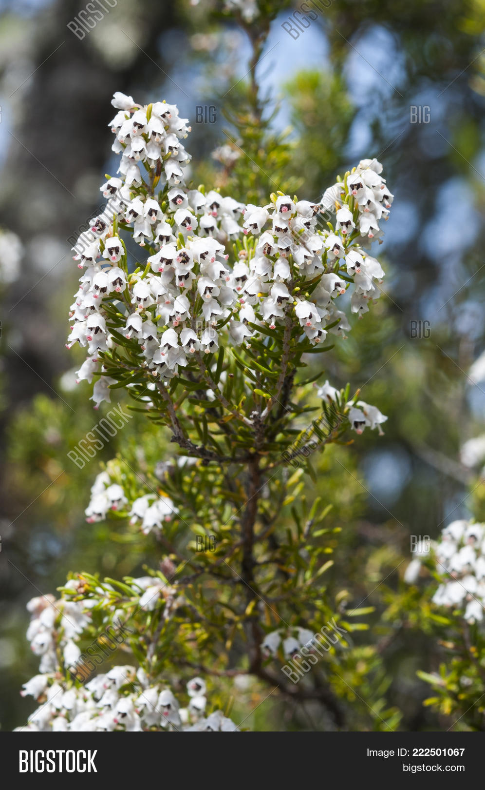 Flowers Tree Heath, Image & Photo (Free Trial) | Bigstock