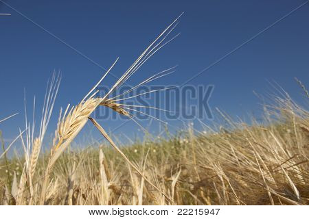 Espiga De Trigo Image & Photo (Free Trial) | Bigstock