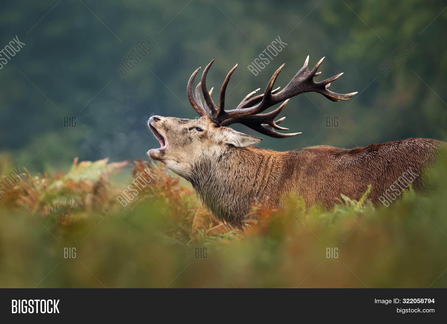 Close- Red Deer Image & Photo (Free Trial) | Bigstock