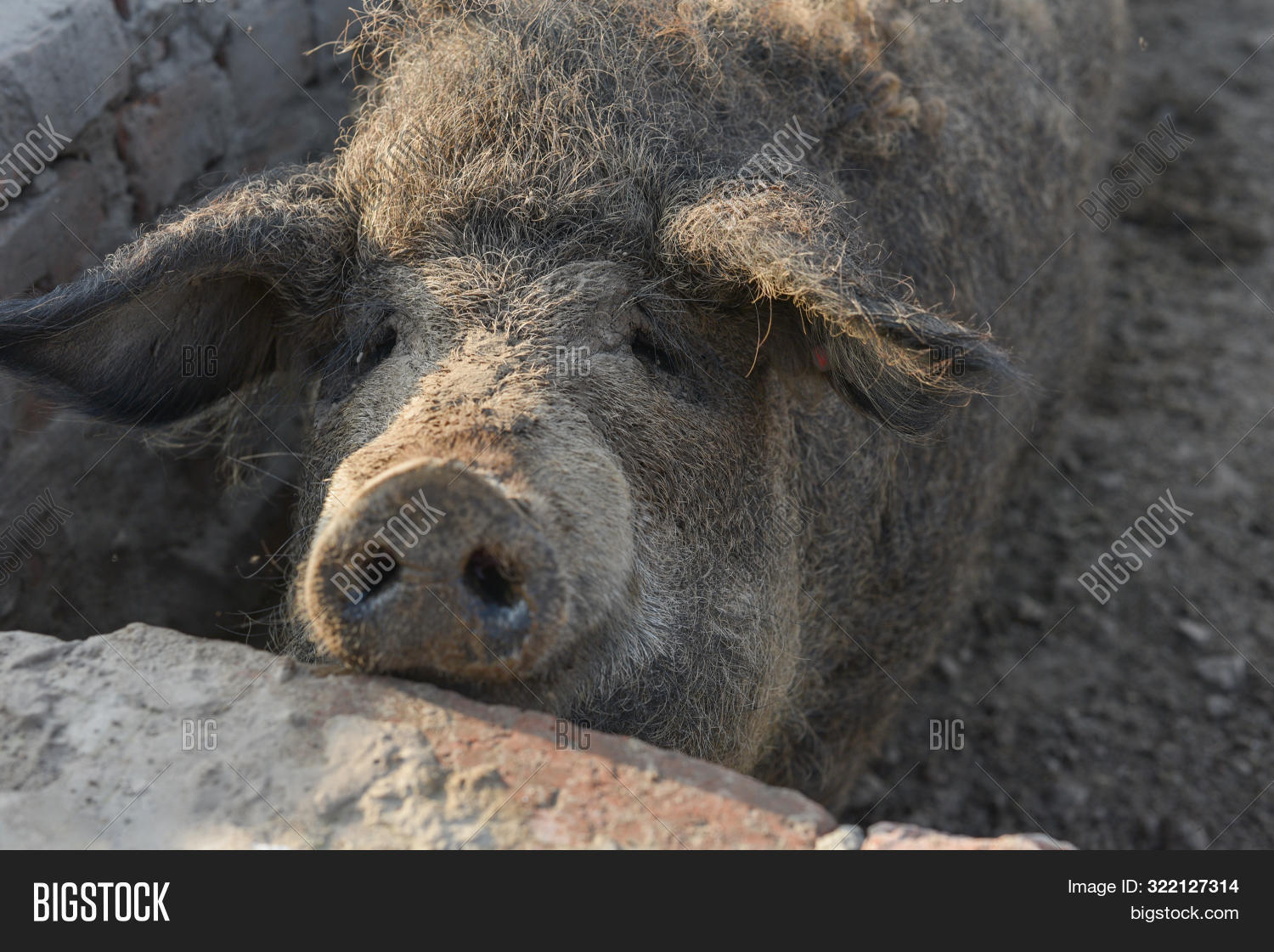 Happy Pig Rolling Mud. Image & Photo (Free Trial) | Bigstock