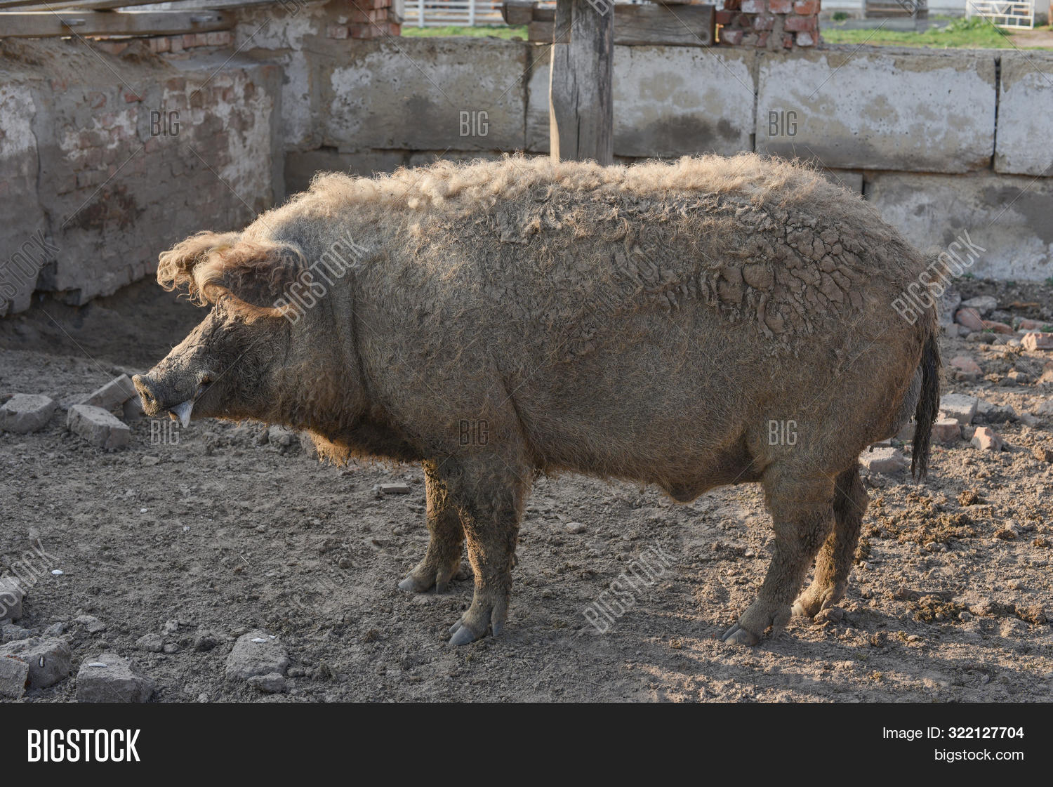 Happy Pig Rolling Mud. Image & Photo (Free Trial) | Bigstock