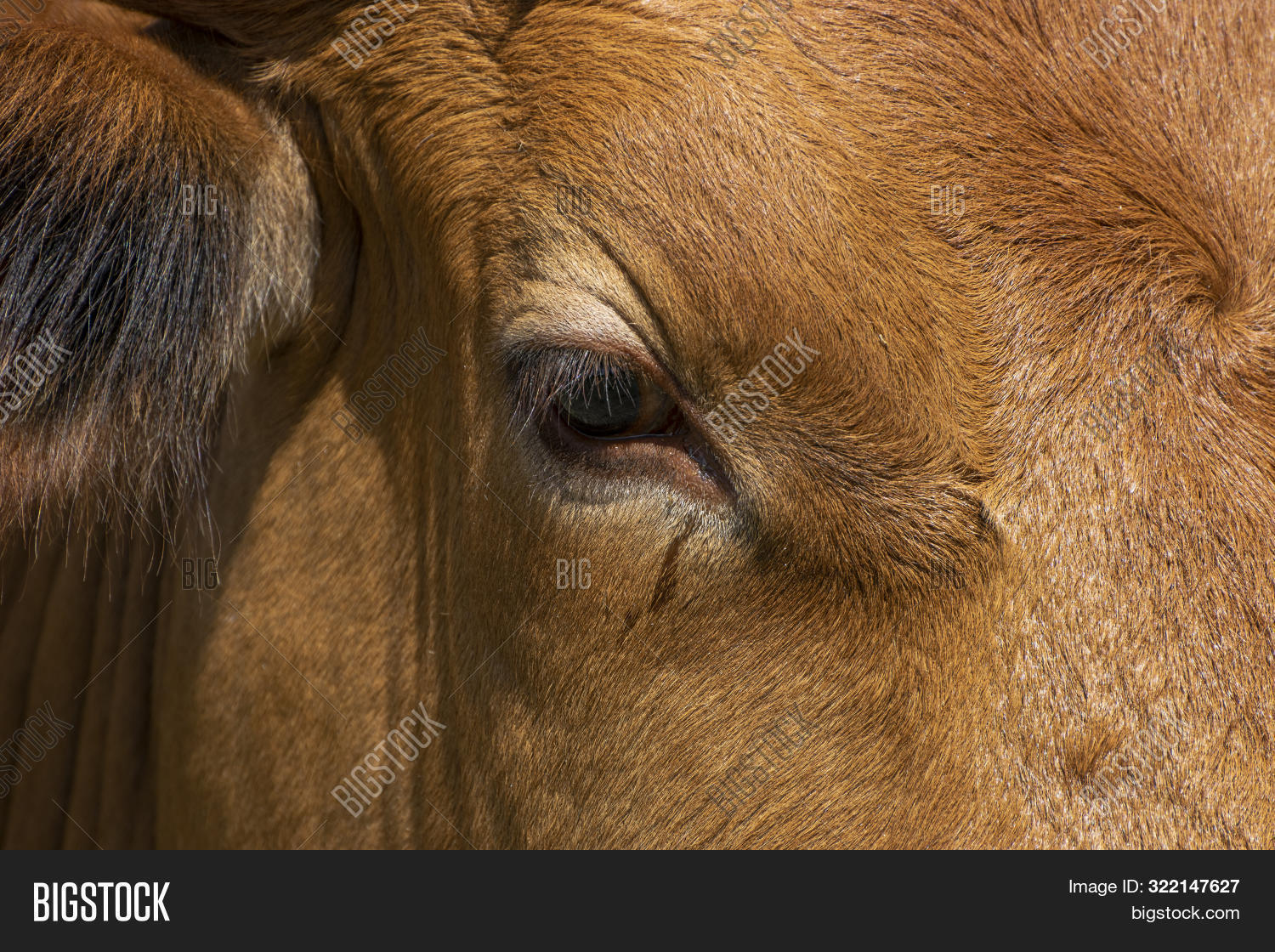 Cow Eyelashes