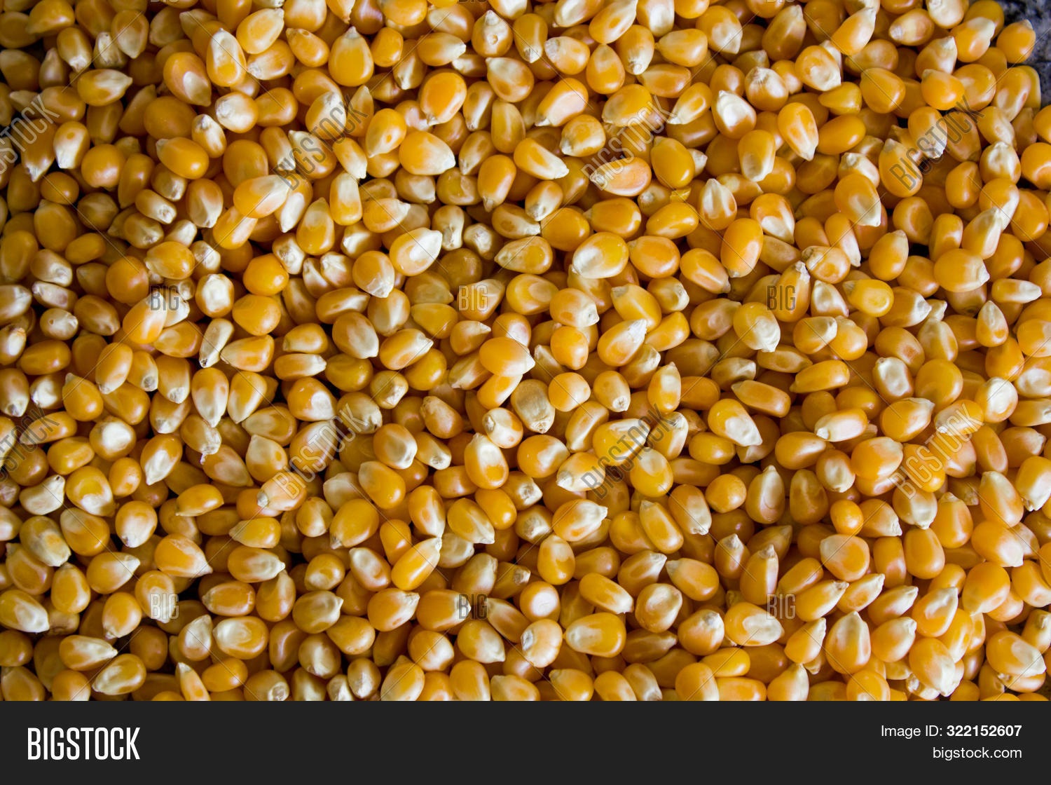 Unpopped Popcorn. Type Image & Photo (Free Trial) | Bigstock