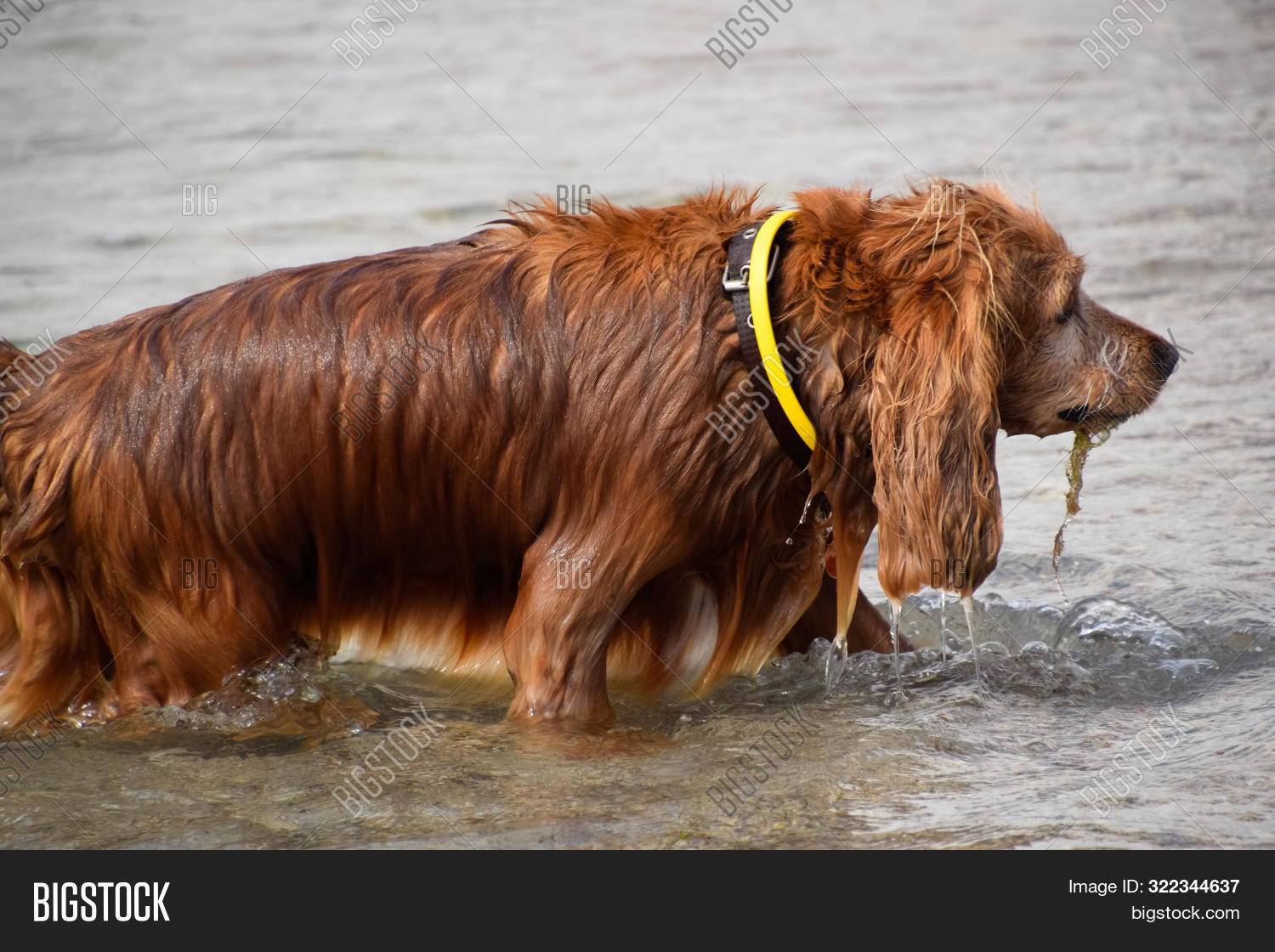 Wet Dog Comes Out Image & Photo (Free Trial) | Bigstock