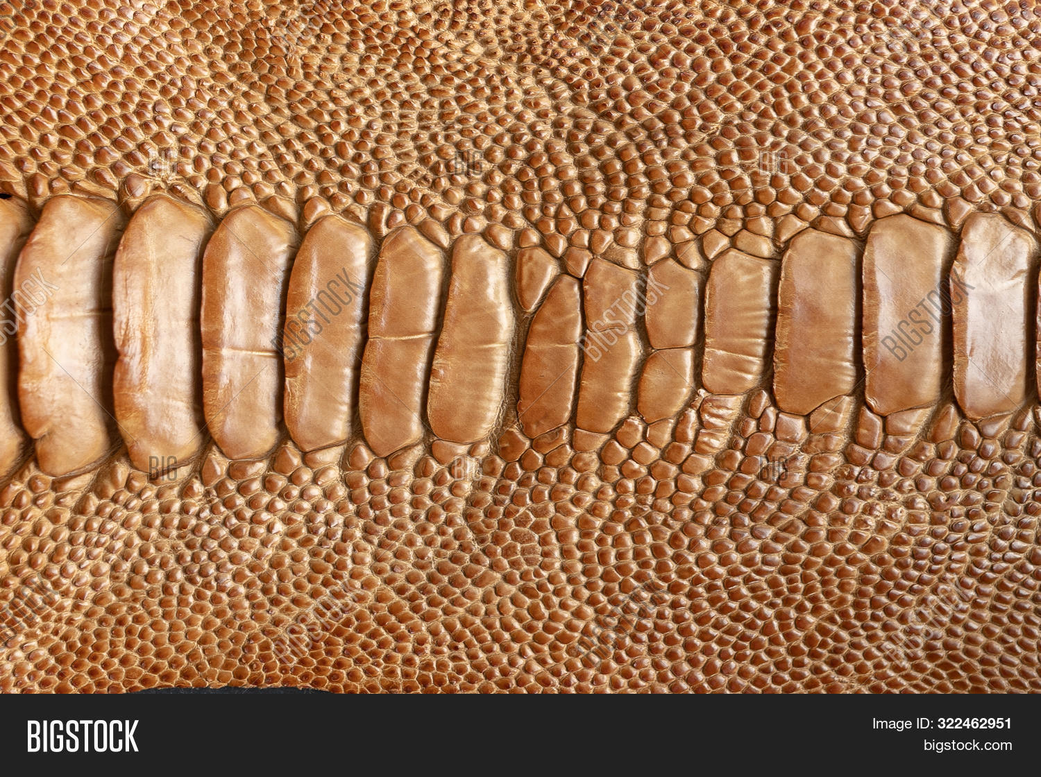 Close Natural Ostrich Image & Photo (Free Trial) | Bigstock