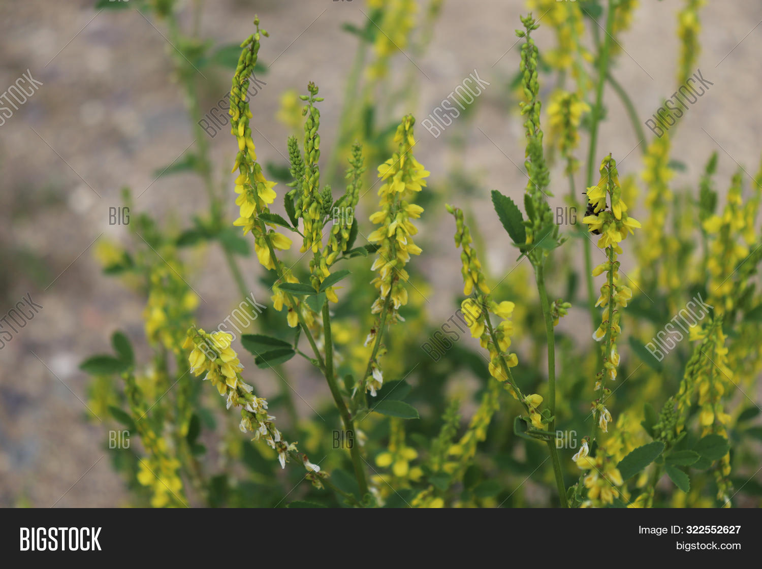 Yellow Melilotus Image & Photo (Free Trial) | Bigstock