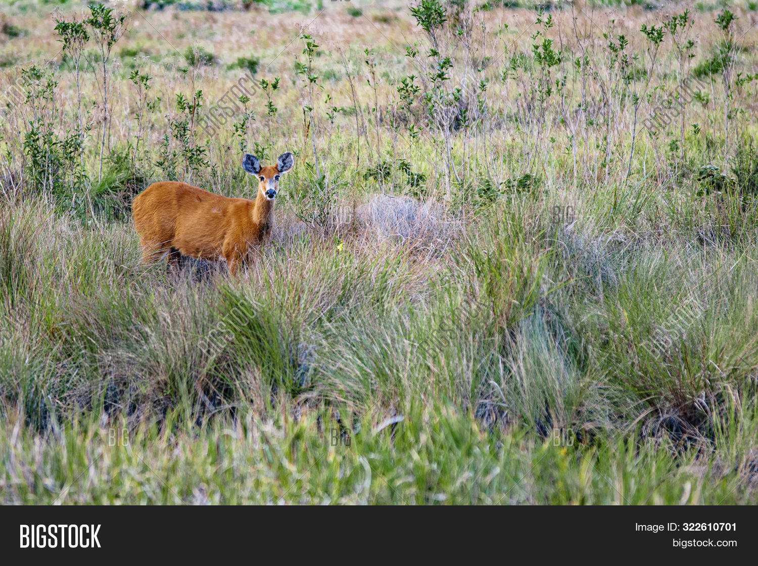 Marsh Deer Female Image & Photo (Free Trial) | Bigstock