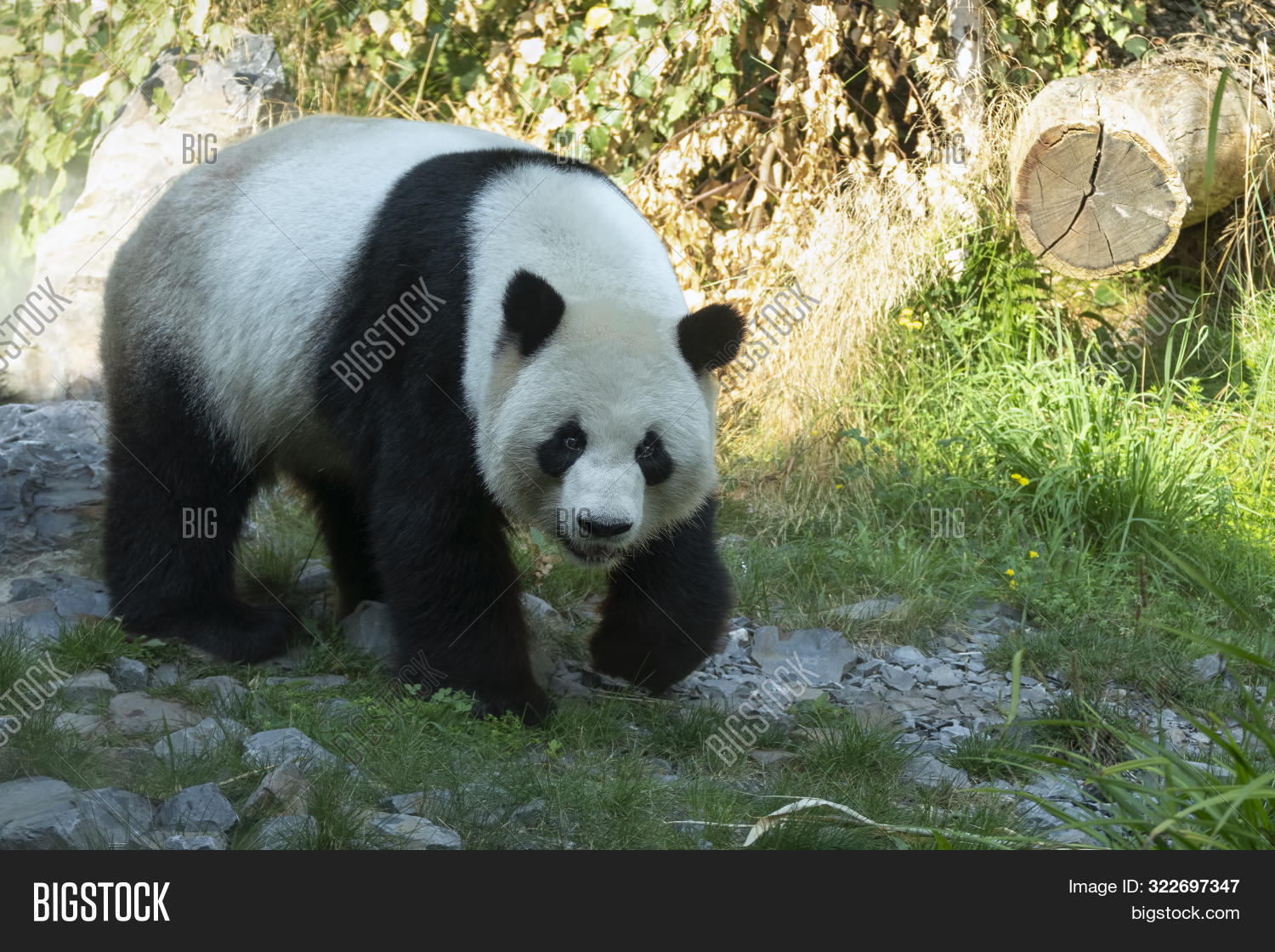 How Does A Panda Walk at Carolann Ness blog