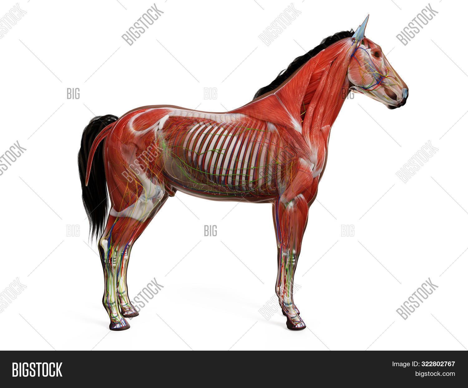3d Rendered Anatomy Image & Photo (Free Trial) | Bigstock
