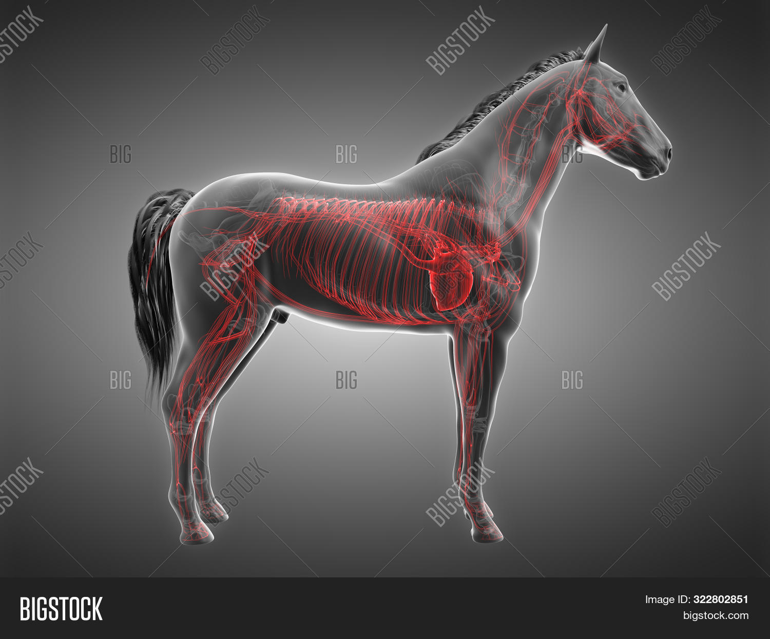 3d Rendered Anatomy Image & Photo (Free Trial) | Bigstock