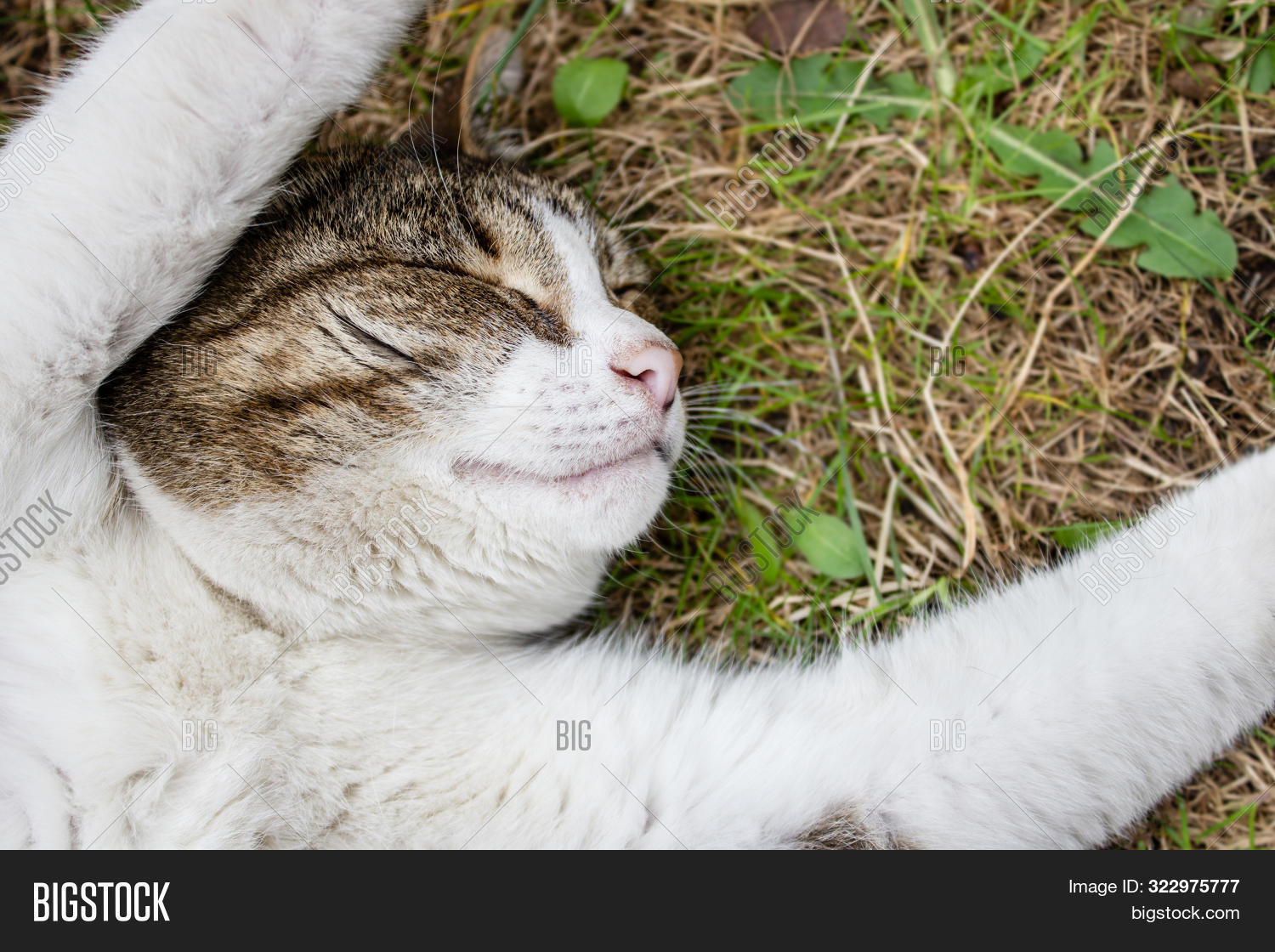Top View Cat Image & Photo (Free Trial) | Bigstock