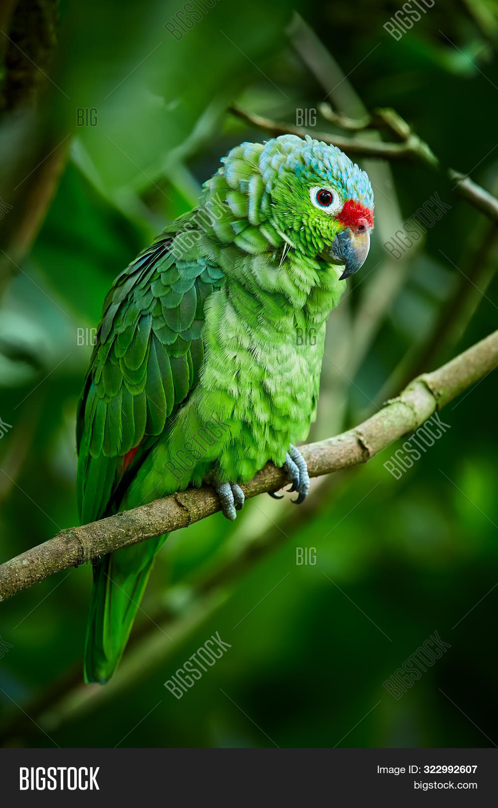 Red-lored Parrot, Image & Photo (Free Trial) | Bigstock