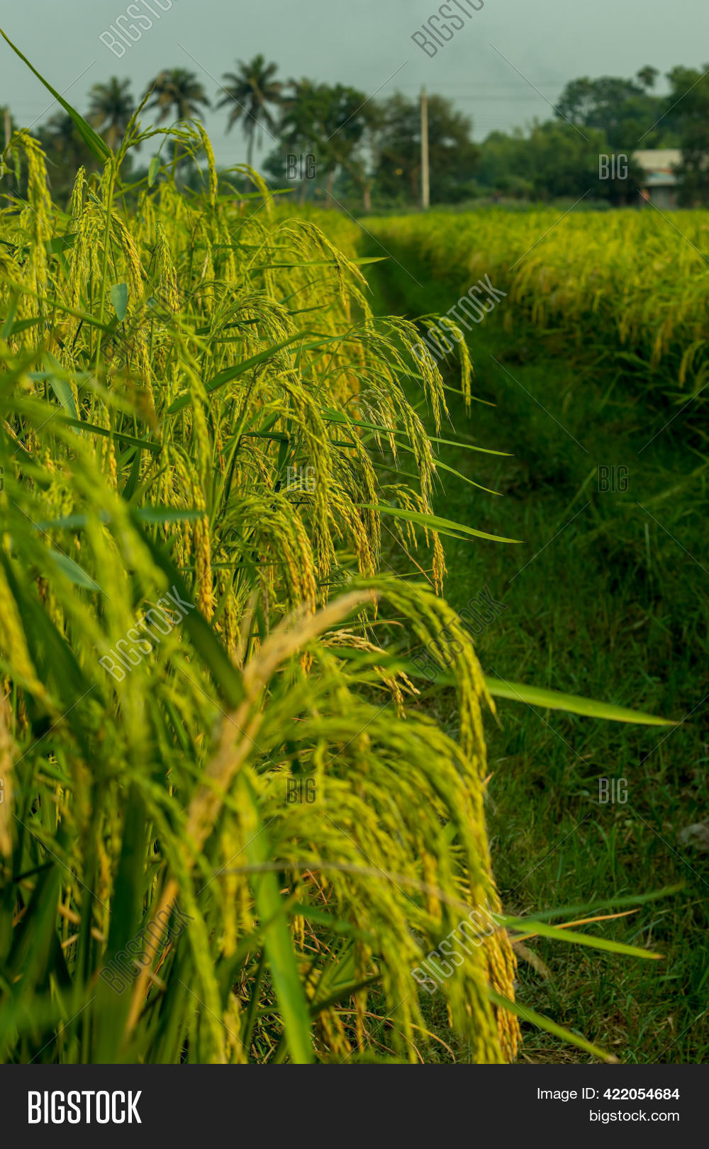Portrait Rice Field Image & Photo (Free Trial) | Bigstock