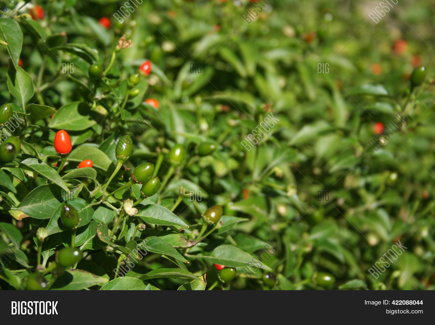 Texas Native Pepper Image & Photo (Free Trial) | Bigstock