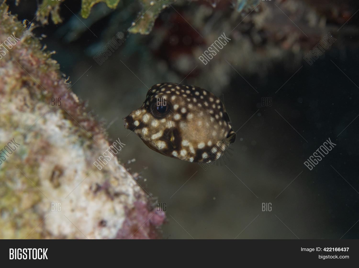 Juvenile Smooth Image & Photo (Free Trial) | Bigstock