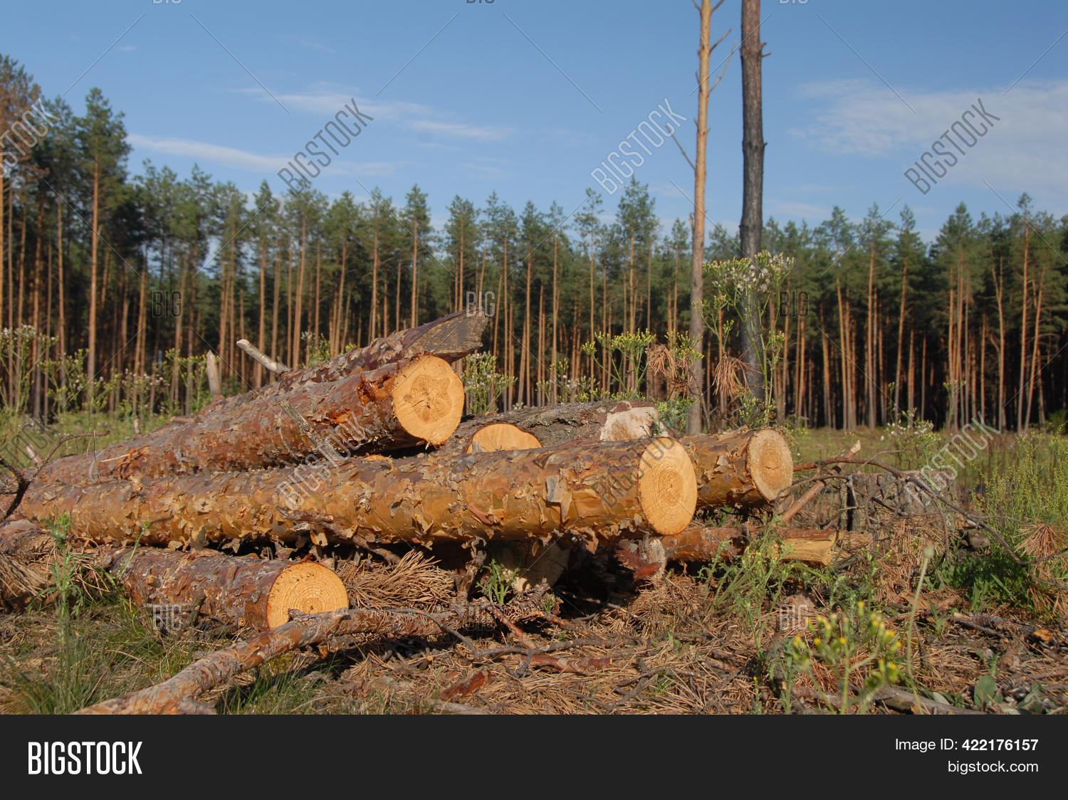 Forest Landscape Image & Photo (Free Trial) | Bigstock