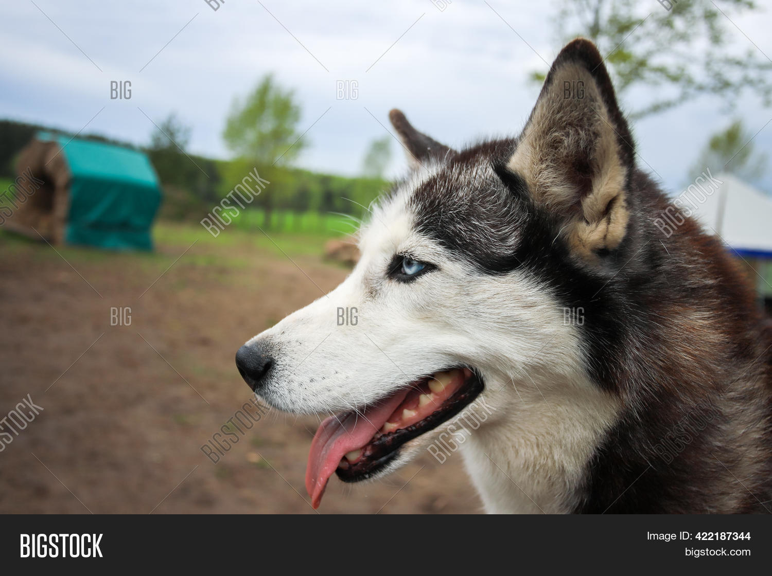 Blue-eyed Husky Poses Image & Photo (Free Trial) | Bigstock