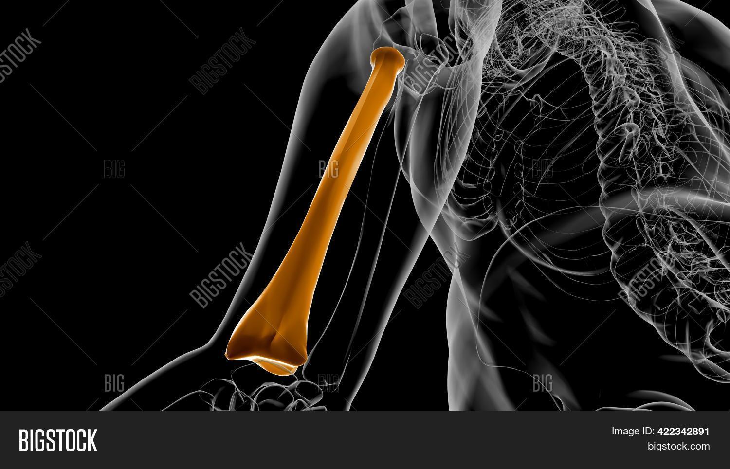 Human Skeleton Anatomy Image & Photo (Free Trial) | Bigstock