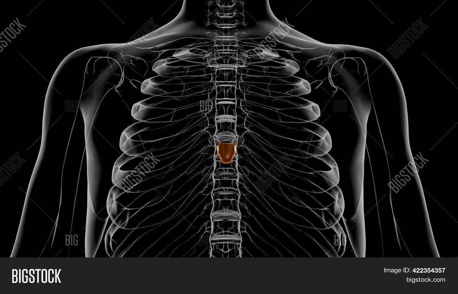 Human Skeleton Xiphoid Image & Photo (Free Trial) | Bigstock