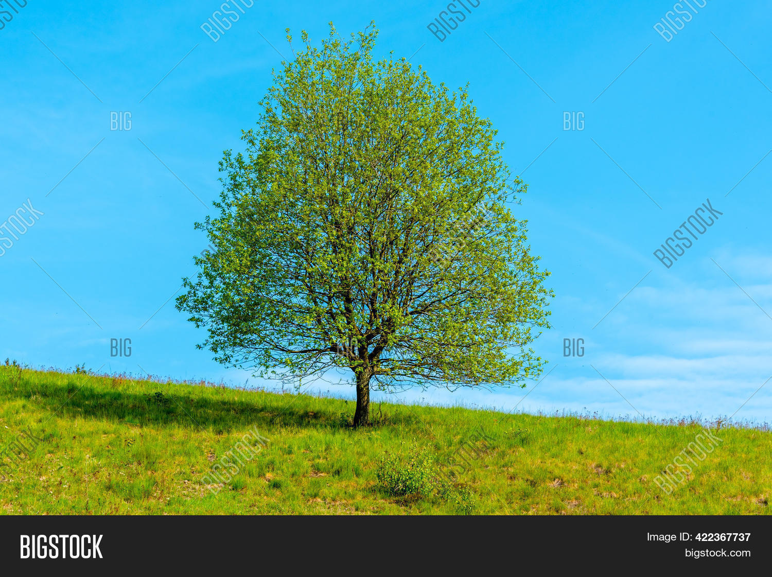 Solitary Tree Sunny Image & Photo (Free Trial) | Bigstock
