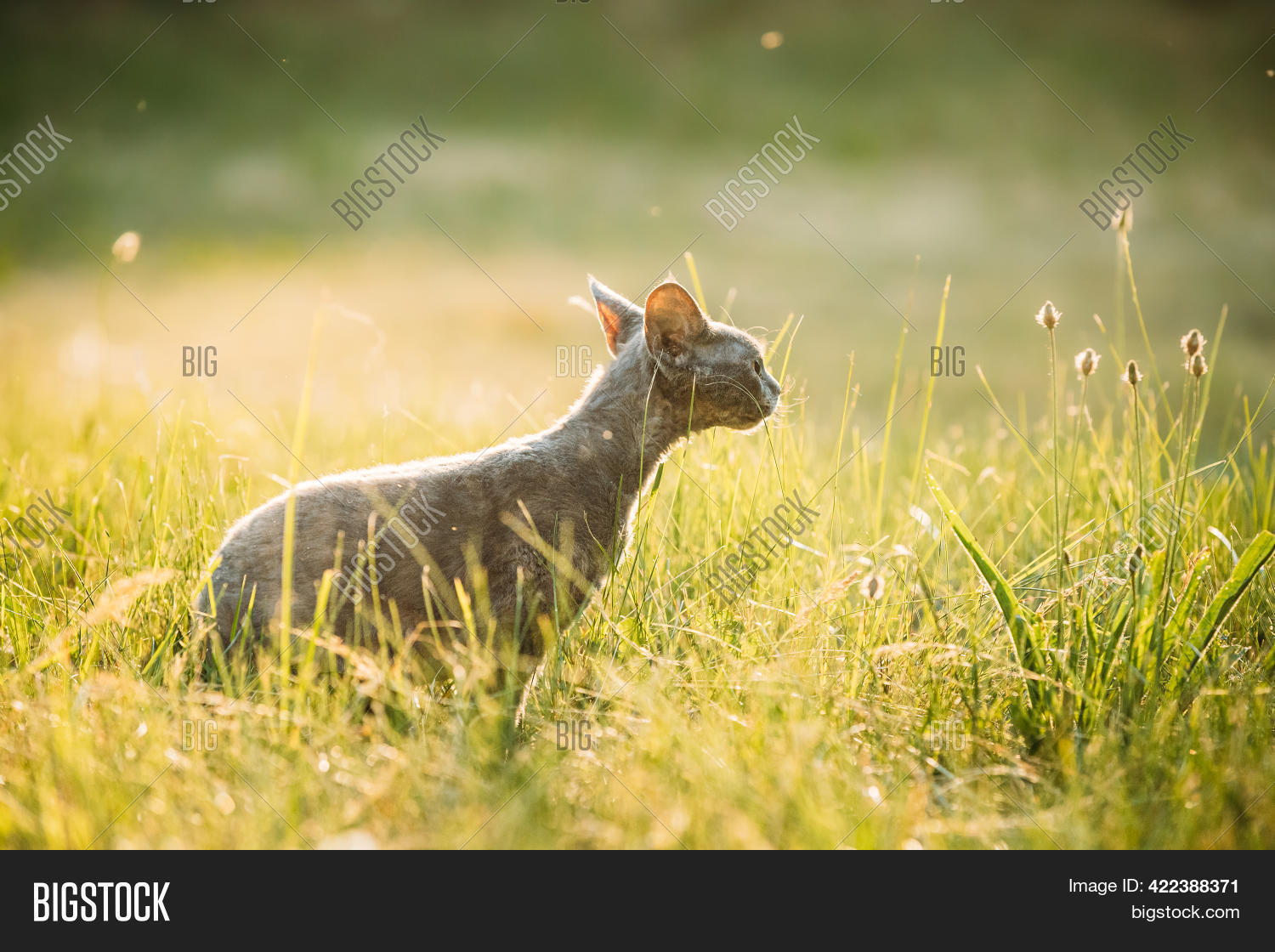 Young Gray Devon Rex Image & Photo (Free Trial) | Bigstock