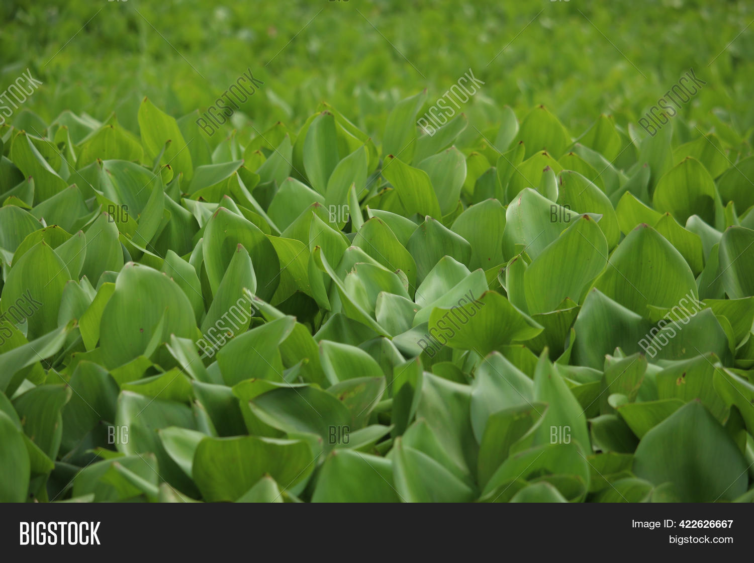 Eichhornia Crassipes Image & Photo (Free Trial) | Bigstock